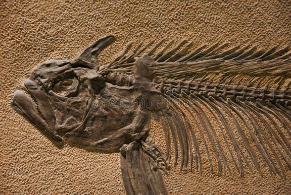 More bones stock photo. Image of fish, palaeontology - 12156336