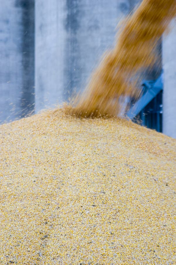 Corn production stock image. Image of line, fall, diet - 34678605