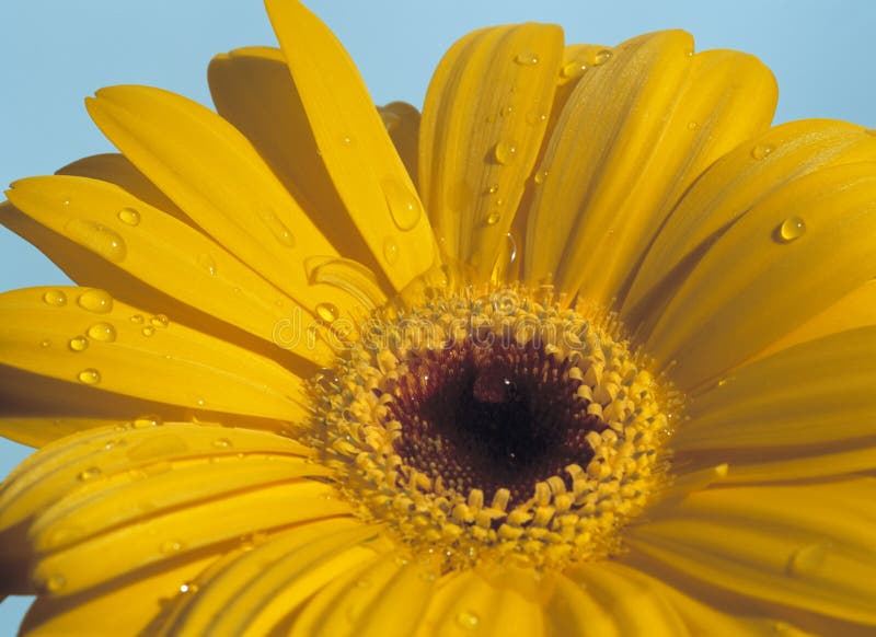 More flower pictures! stock image. Image of background - 655199