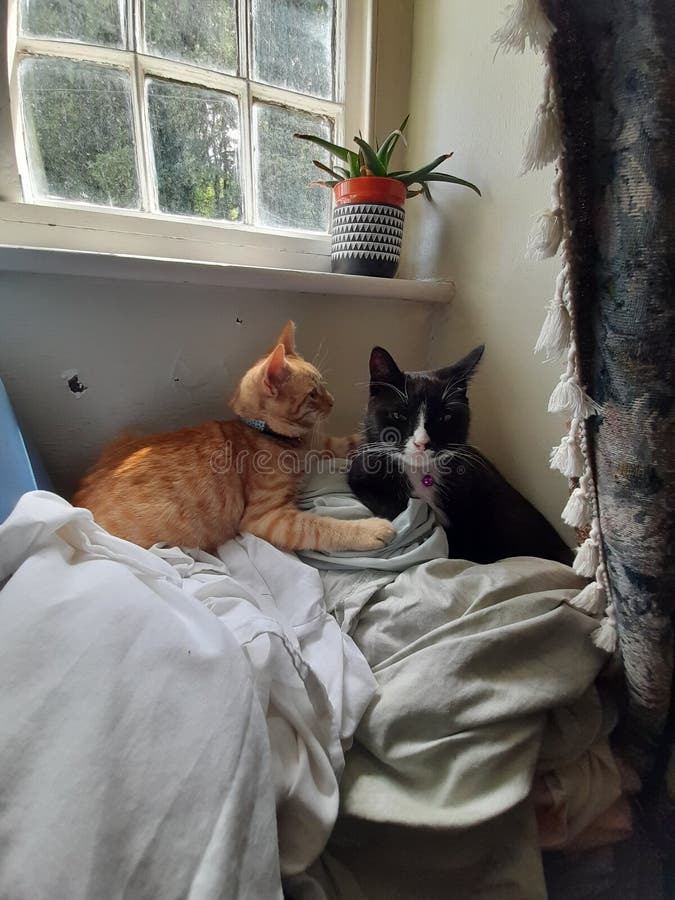 More Ginger Cats are Cool True and Black Cats Stock Image - Image of ...