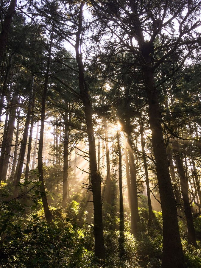 More light and trees stock photo. Image of light, oregon - 60792110