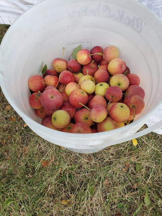 More of those Little Apples Stock Image - Image of berry, dessert ...