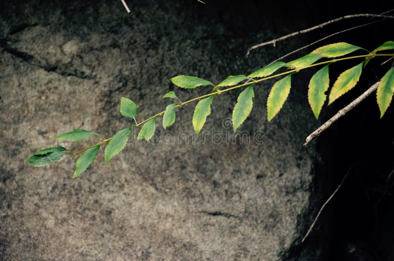 Less is more in nature stock photo. Image of form, grow - 78173468