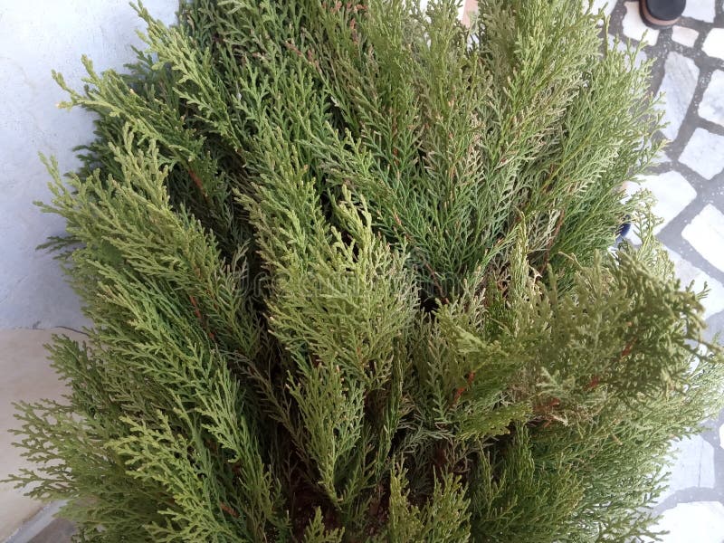 More Pakhi trees stock photo. Image of vegetation, trees - 196557176