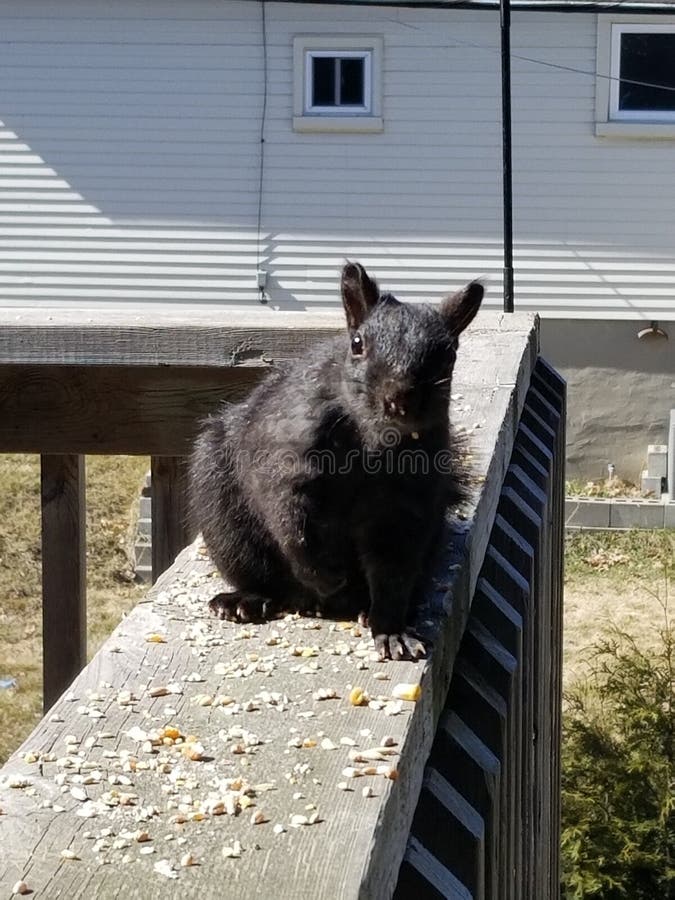 More please stock photo. Image of hello, squirrel, please - 116371934
