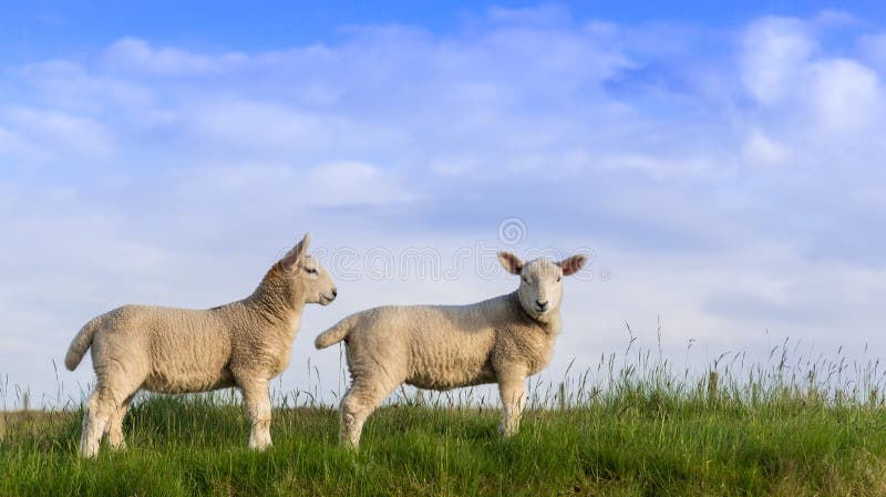 Spring Lambs Looking Directly at You Stock Image - Image of forest ...