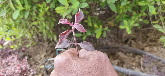 More Tree, More Oxygen Save Tree , Save Life Stock Photo - Image of ...