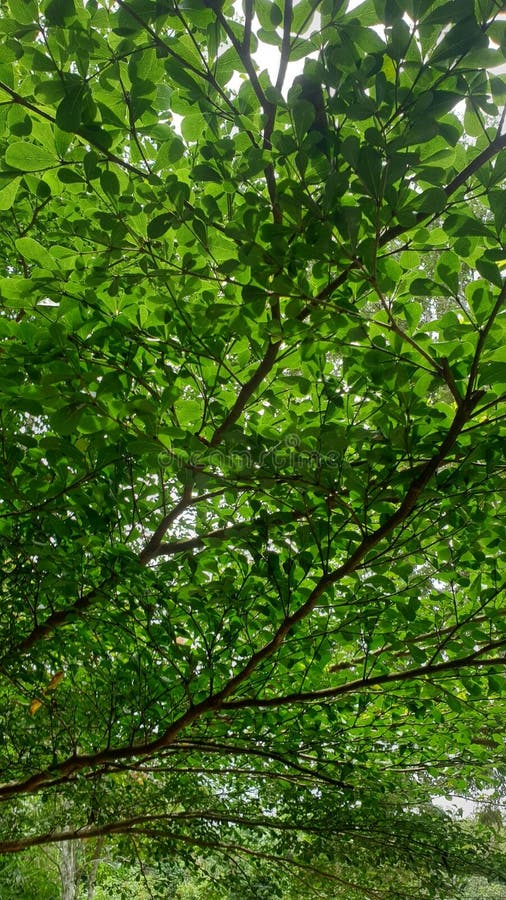 More trees less stress stock image. Image of sunlight - 270152913