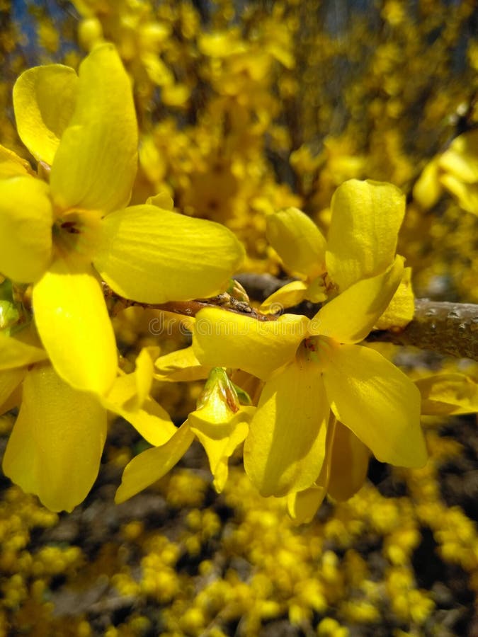 More yellow stock photo. Image of colors, nice, yellow - 115161506