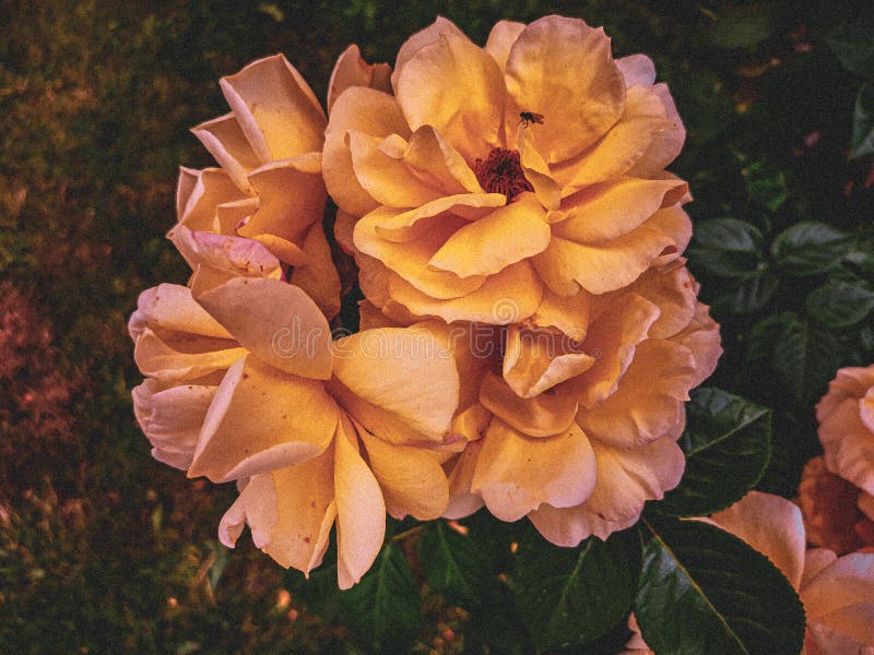 More Yellow Roses after Group Stock Photo - Image of group, maple ...