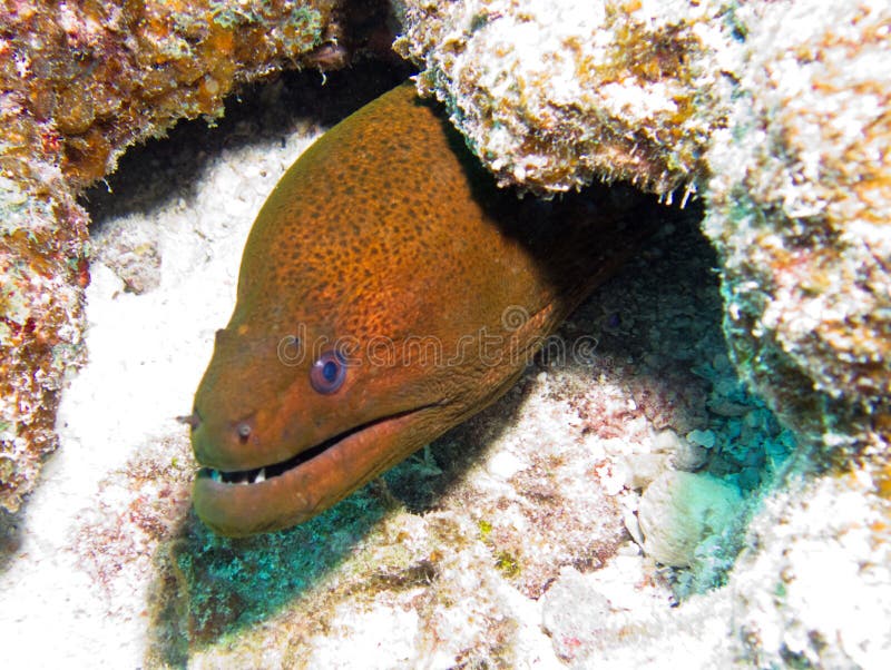 Morea among the coral reef stock photo. Image of deep - 200704770