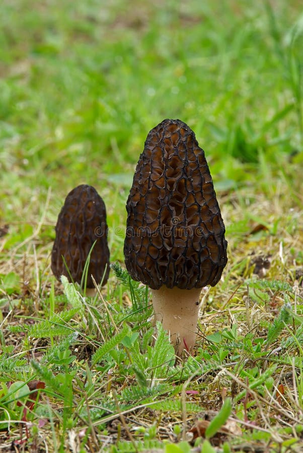 Morel 02 stock photo. Image of season, nutrition, morel - 5399978