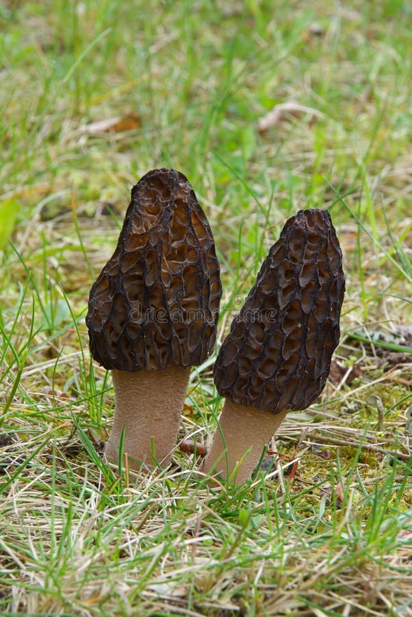 Morel (morchella Conica, Morchella Elata) Stock Image - Image of morel ...