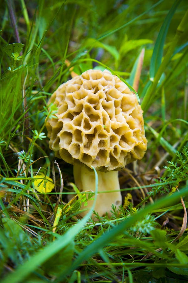 Morel stock image. Image of morel, mushroom, nutrition - 5309779