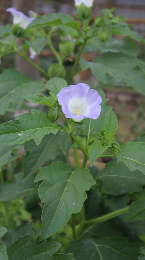 Morel Berry with Tiny Flower Stock Image - Image of indonesia, yellow ...