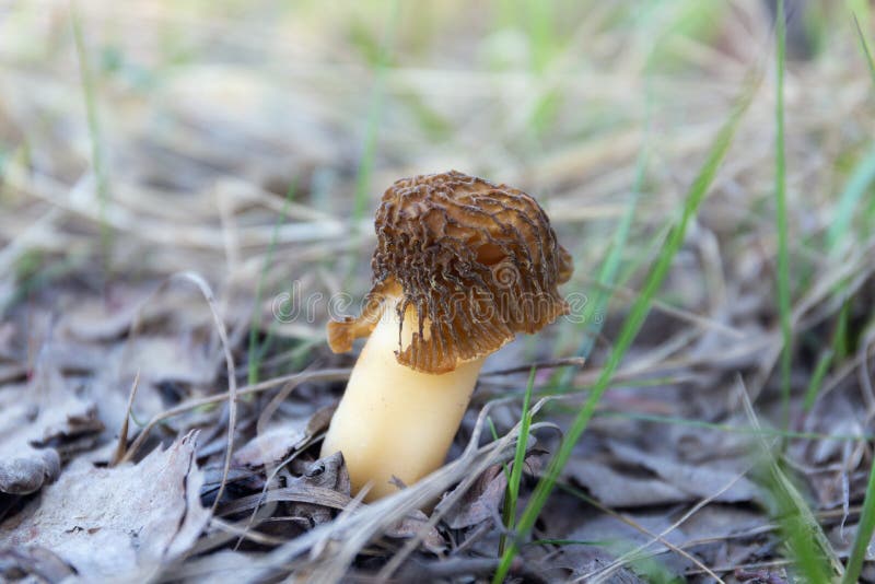 Morel in spring stock image. Image of delicious, edible - 147295697