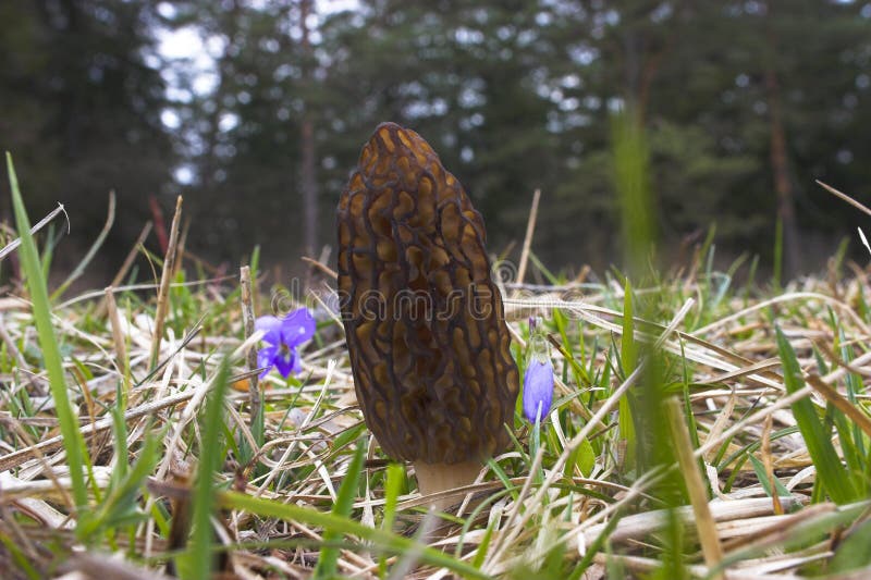 Morel (morchella Conica, Morchella Elata) Stock Image - Image of morel ...