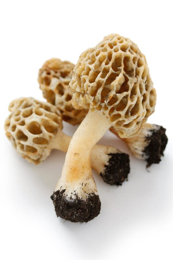Three Gray and Yellow Morel Mushrooms Stock Photo - Image of indiana ...