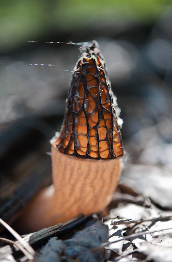 Morel mushroom stock image. Image of stem, outdoors, macro - 20340479