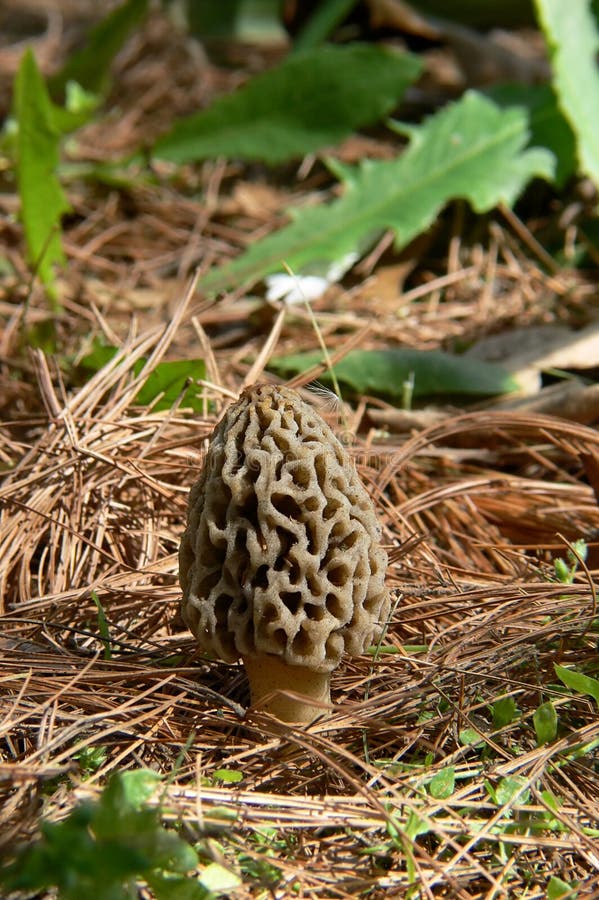 Spiders web stock photo. Image of spider, disorder, color - 1803314