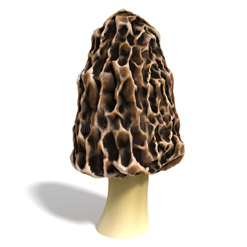 Morel Mushroom stock illustration. Illustration of spring - 41660143