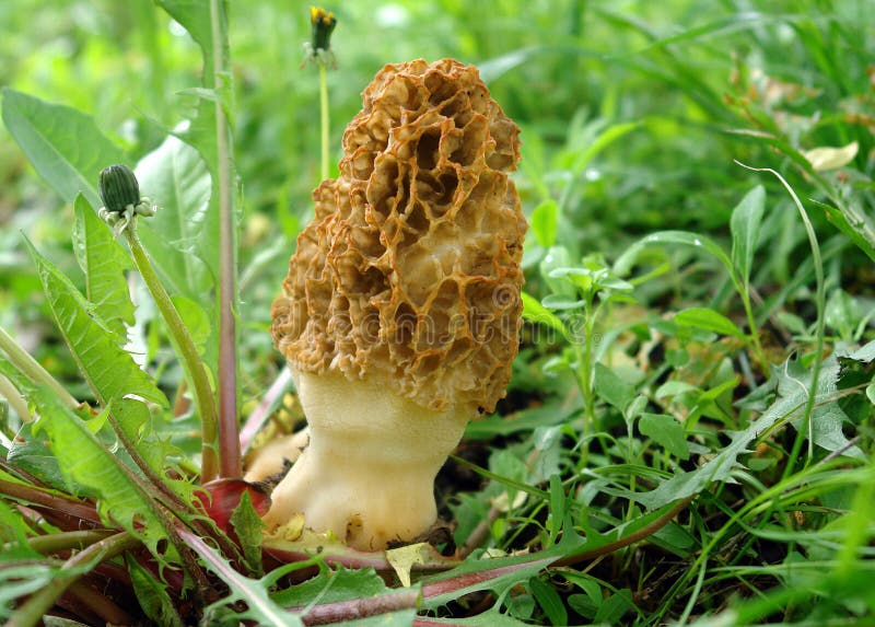 Morel Mushroom stock photo. Image of green, morel, food - 39595902