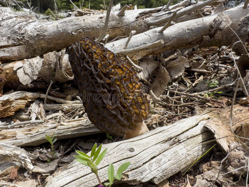 Morel Mushroom Species Grown in Turkey Stock Photo - Image of morel ...