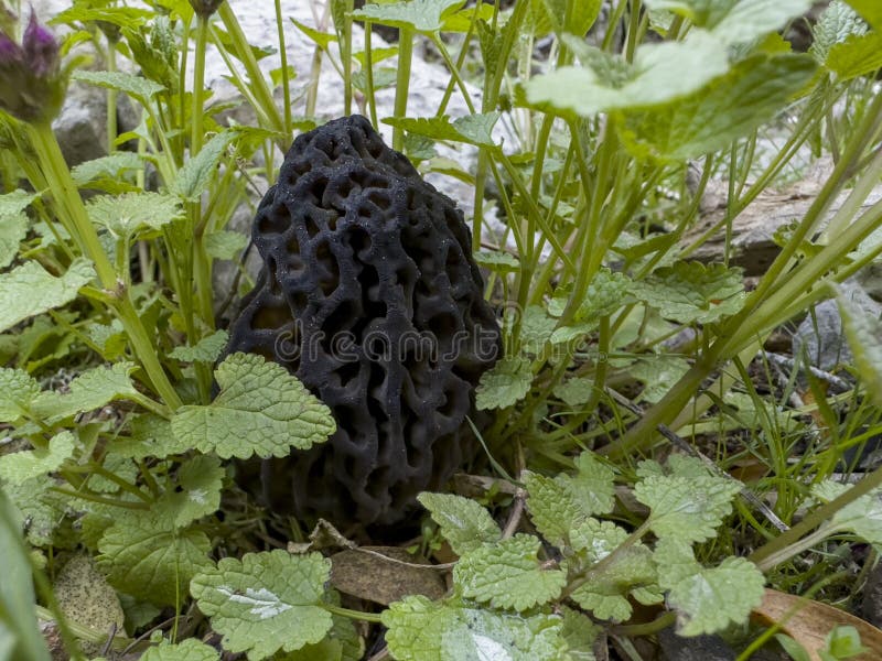 Morel Mushroom Species and Large Sizes Grown in Turkey Stock Photo ...