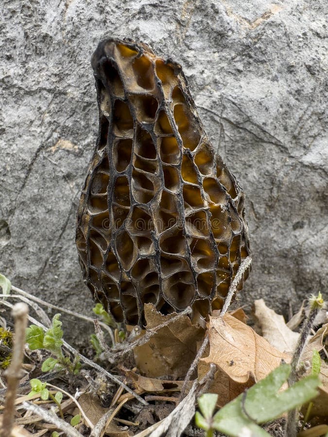 Morel Mushroom Species and Large Sizes Grown in Turkey Stock Image ...