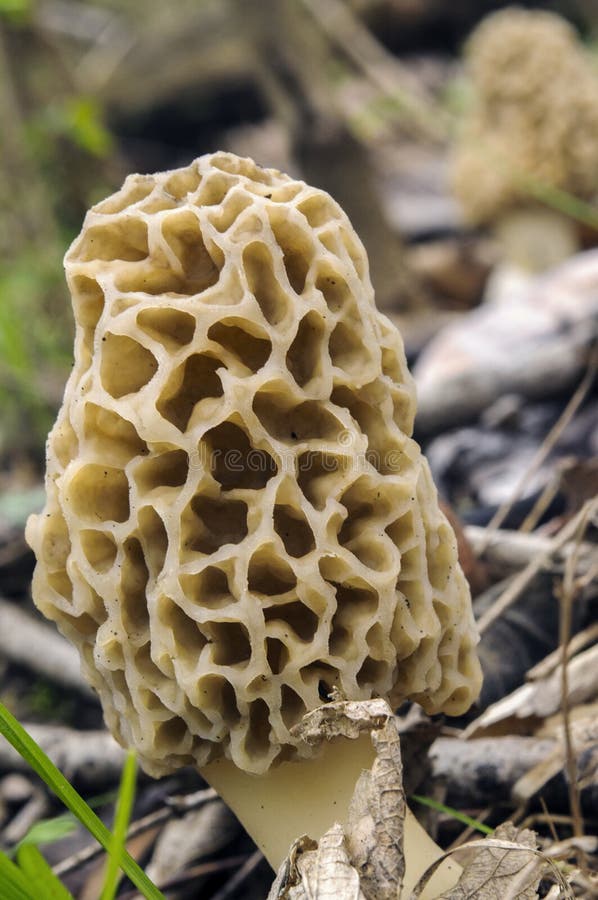 Morel mushrooms stock image. Image of picked, mushrooms - 40354827