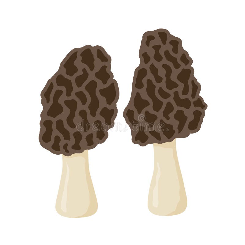 Morel mushrooms icon stock vector. Illustration of design - 331732381