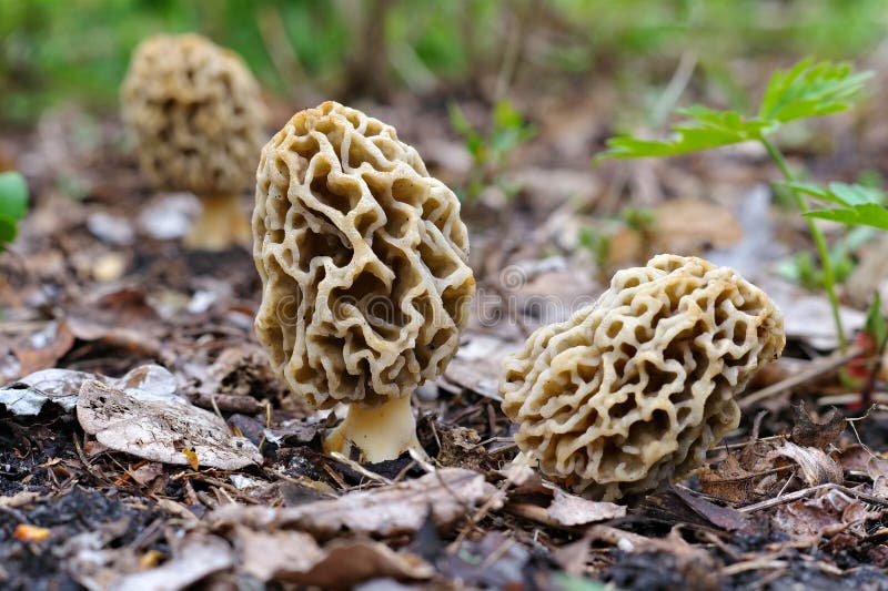 Morel mushrooms in spring stock photo. Image of food - 329090736
