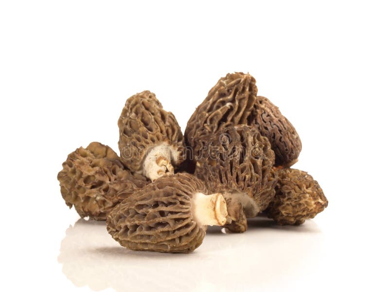 Morel Mushrooms on White Background - Isolated Stock Image - Image of ...
