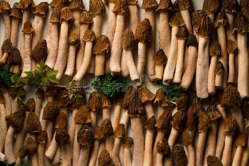 Fresh Aromatic Forest Morel Mushrooms Stock Image - Image of cooked ...