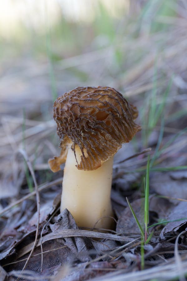 Morel in spring forest stock image. Image of grass, beauty - 147295681