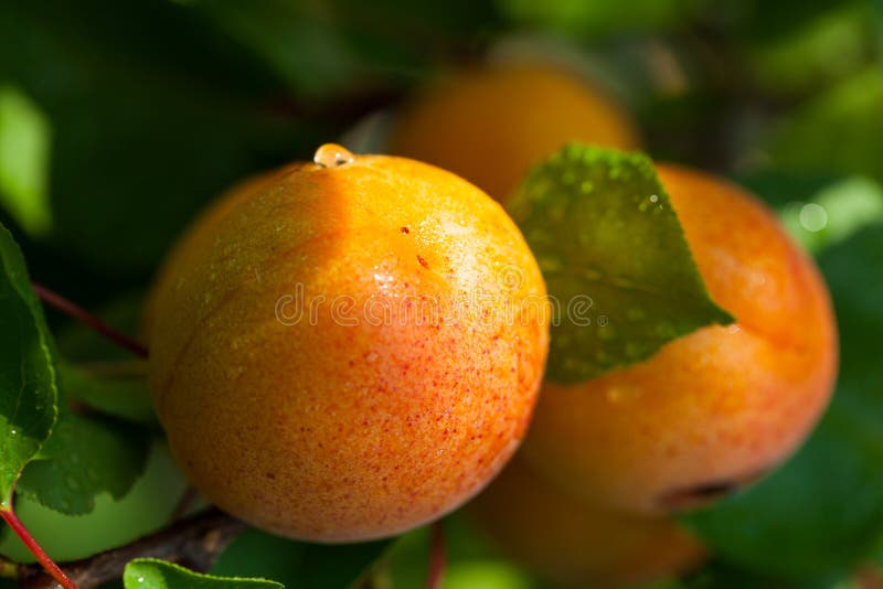 Morela zdjęcie stock. Obraz złożonej z jedzenie, lato - 25808642