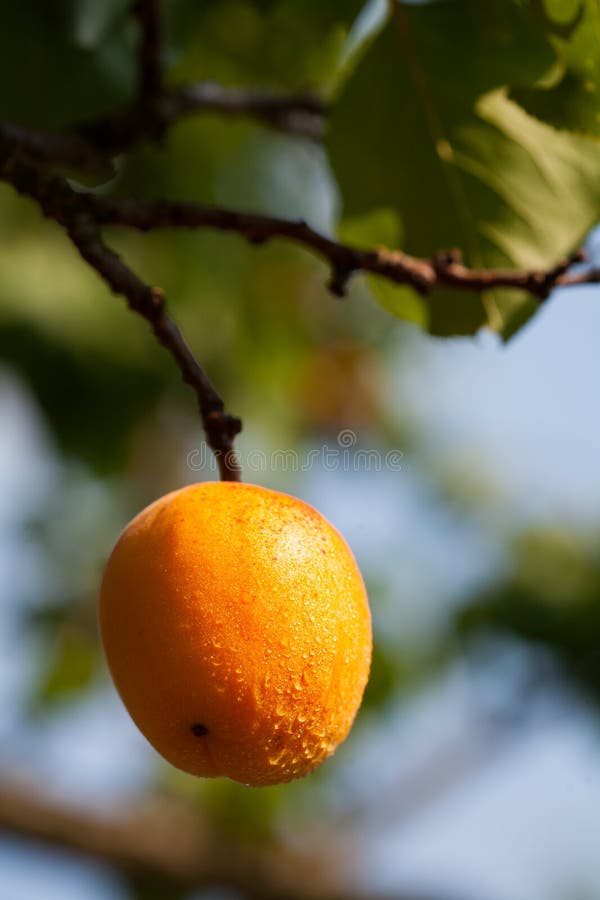 Morela zdjęcie stock. Obraz złożonej z kwiecień, słoneczny - 25808652