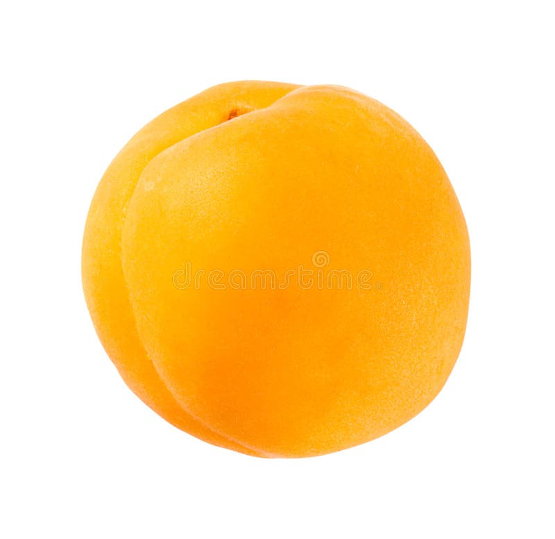 Morela zdjęcie stock. Obraz złożonej z juiced, roślina - 2627634