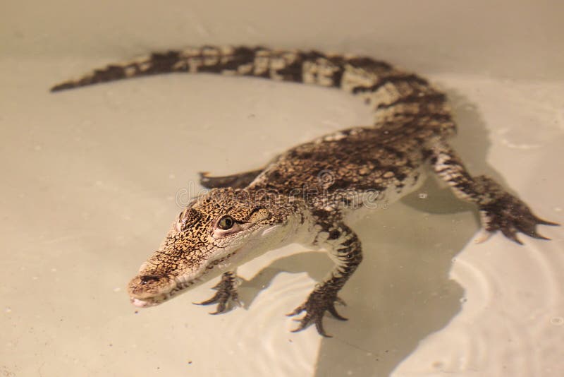 Morelet S Crocodile, Crocodylus Moreletii, Belize Stock Photo - Image ...