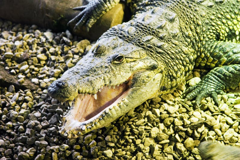 Morelet S Crocodile (Crocodylus Moreletii) Stock Photo - Image of ...