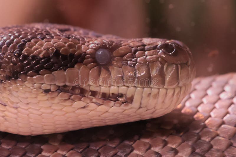 Morelia Spilota, Commonly Known As the Carpet Python, is a Large Snake ...