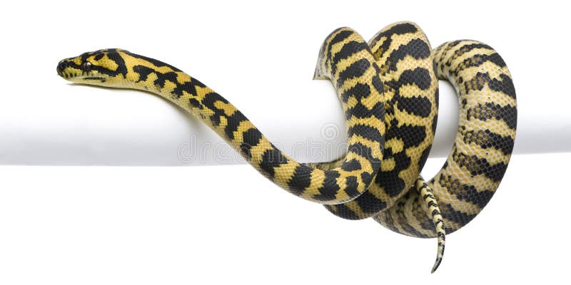 Morelia Spilota Variegata, a Subspecies of Python Stock Image - Image ...