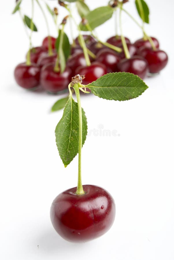 Morello stock image. Image of spring, food, lunch, yellow - 2706841