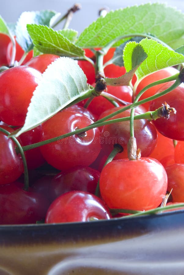 Morello cherries stock image. Image of nutritional, cherry - 6311531