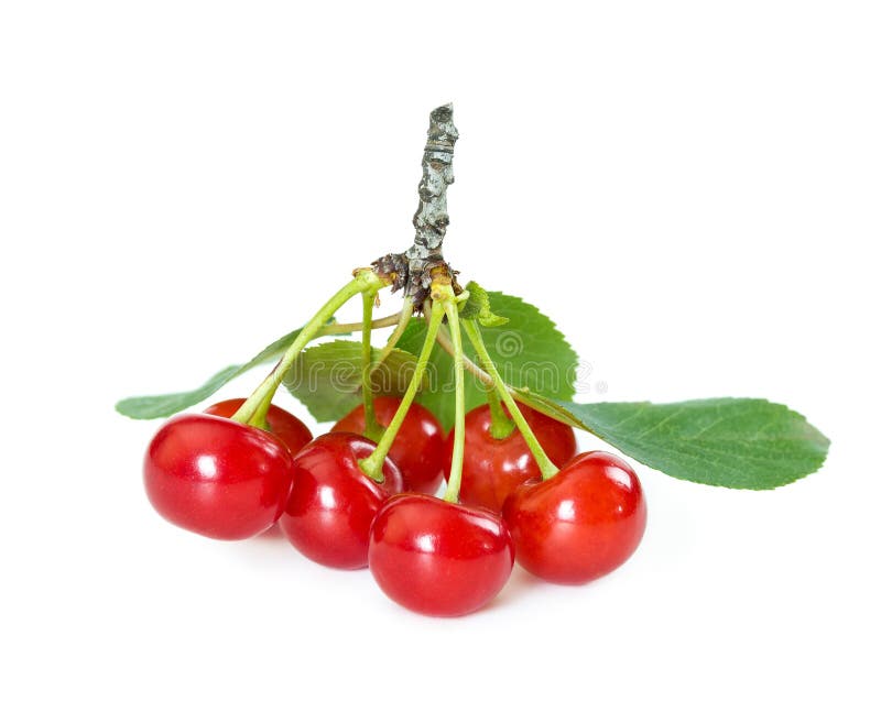Morello cherries on branch stock photo. Image of fruit - 73694906
