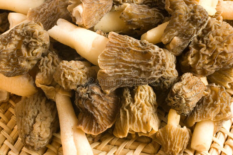 Morels isolated stock image. Image of healthy, sponge - 5214429