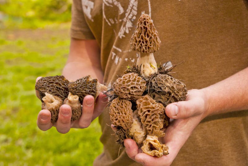 Morels stock photo. Image of brown, earth, nature, wild - 34258034