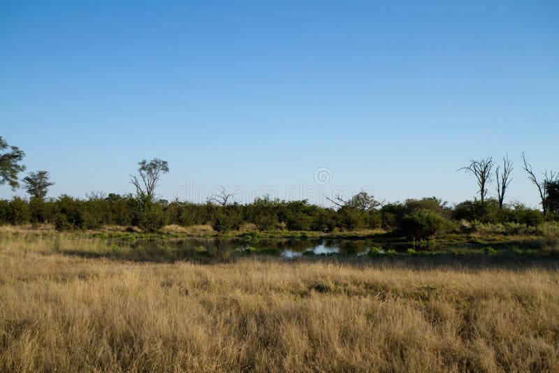 Moremi game reserve stock photo. Image of landscape, park - 93876230