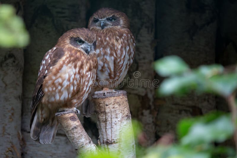 Morepork stock image. Image of ninox, mopoke, beak, park - 74746809