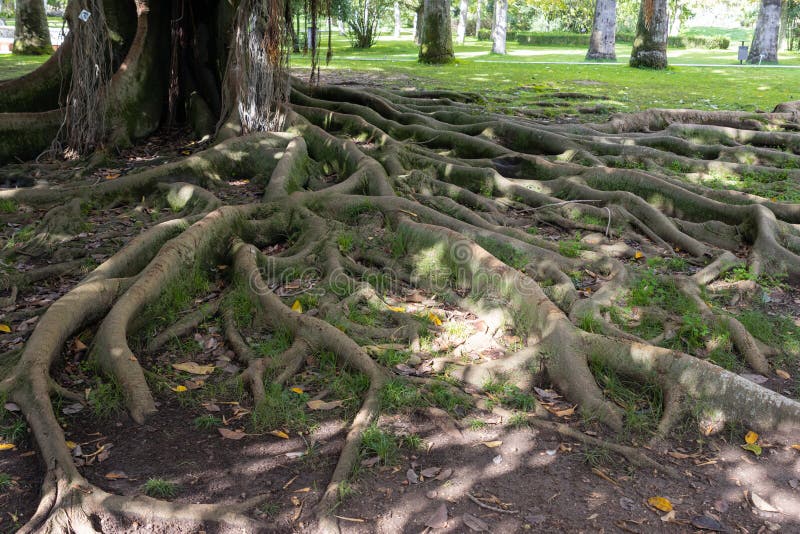 Moreton Bay Fig - Massive Roots of a Tree Stock Image - Image of summer ...